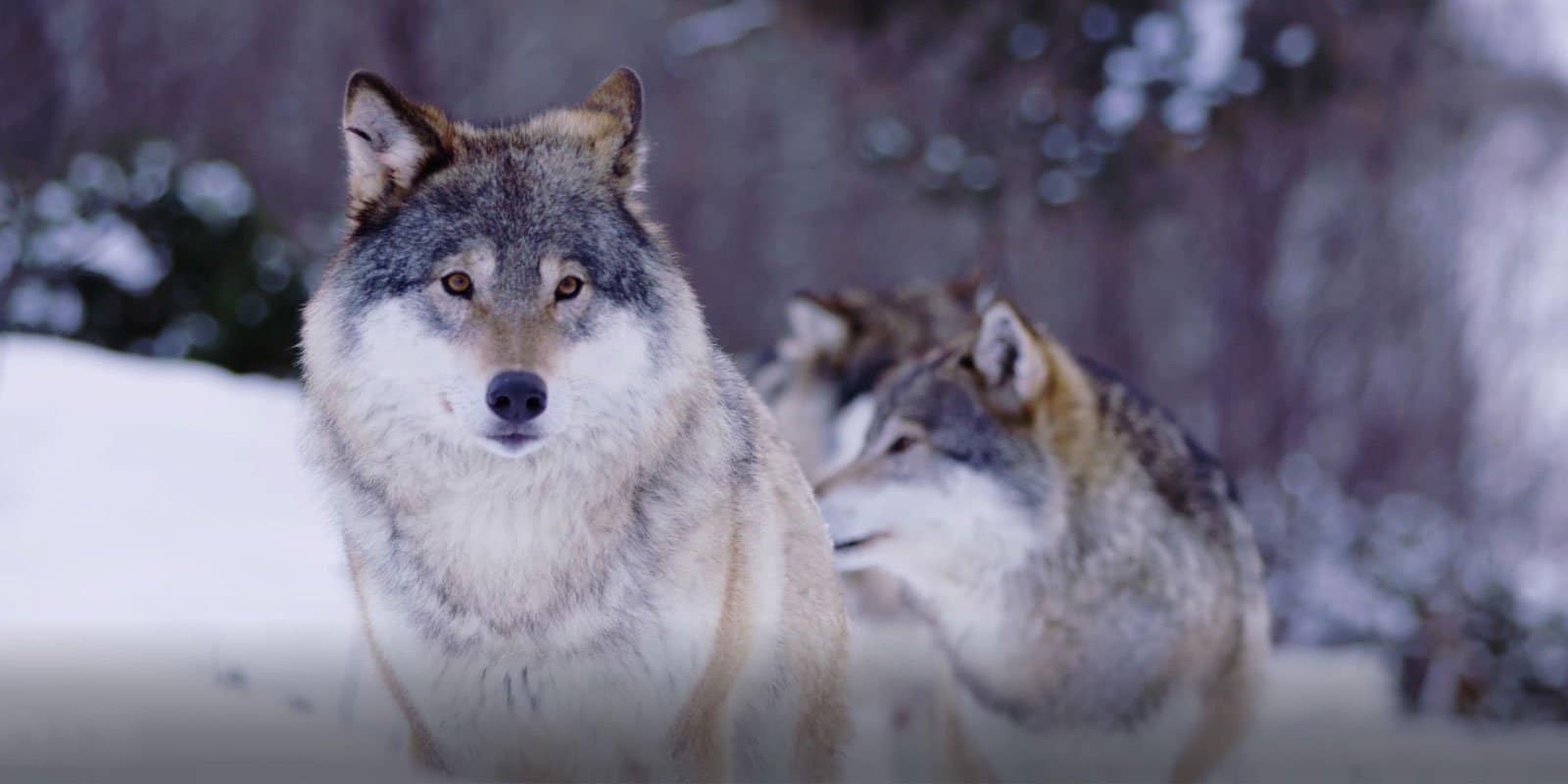 Ad Wolves Media - PPC, AdWords and Bing Ads Management Agency